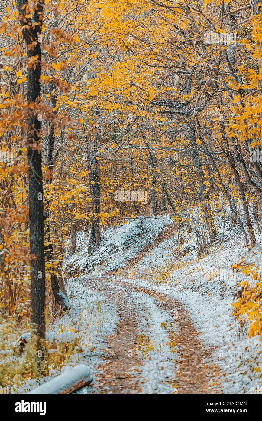 Snow-covered forest path with autumn leaves, trees with discoloured ...