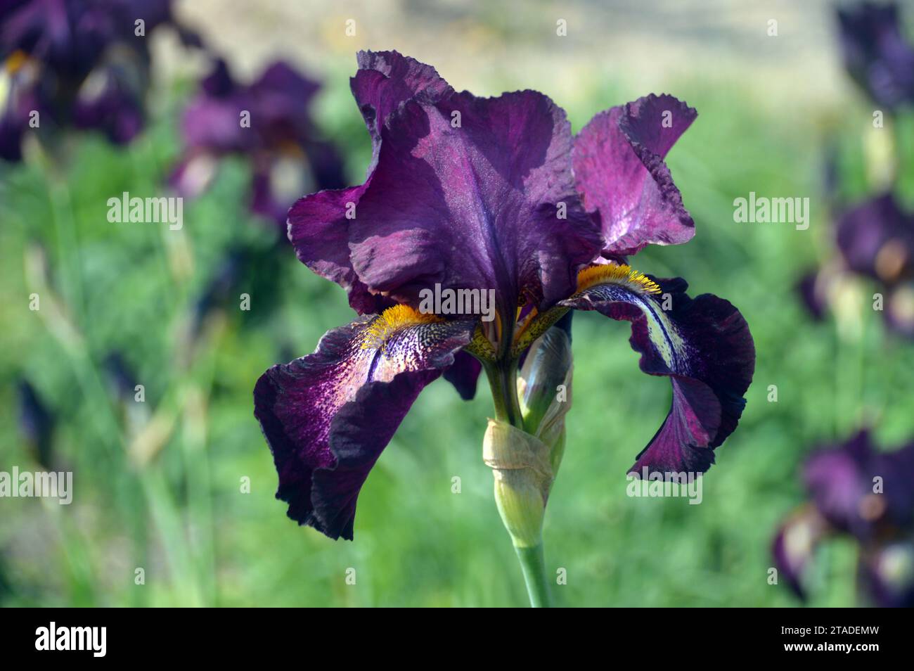 Single Tall Maroon/Purple Bearded Iris ''Attention Please' Flower grown ...