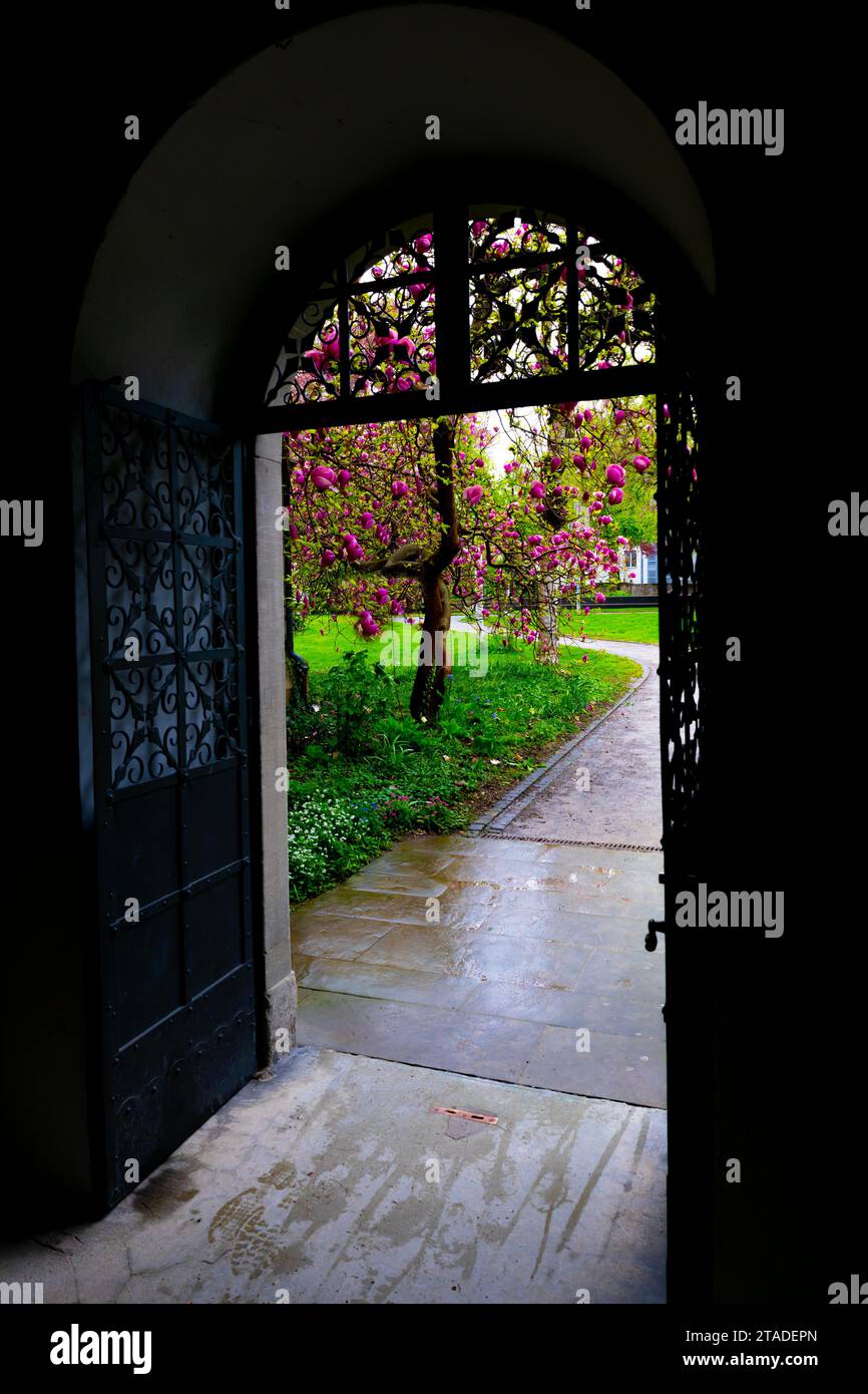Door Entrance with Magnolia Tree in Patio in Schaffhausen, Switzerland ...