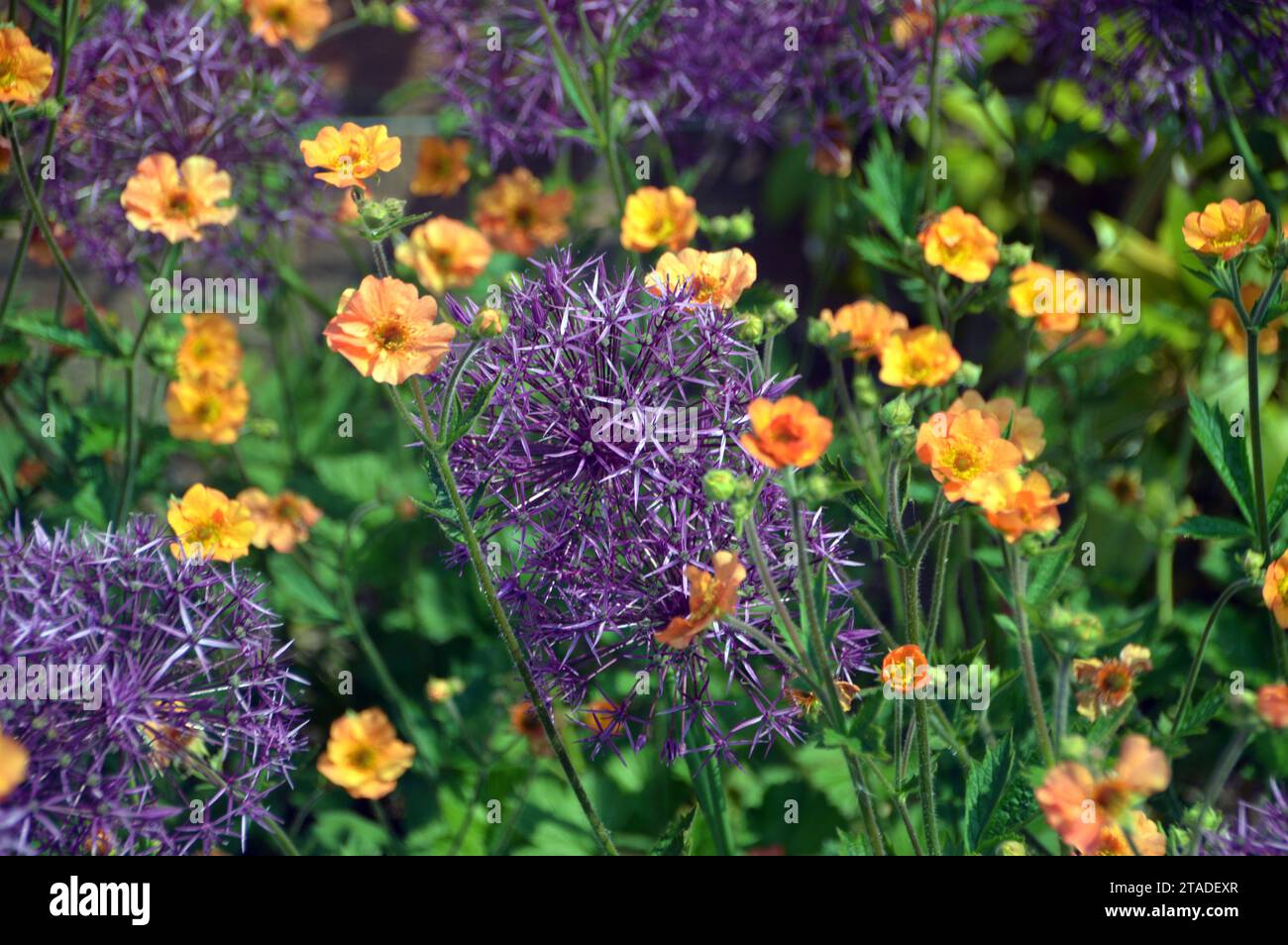 Geum 'Totally Tangerine' & Purple 'Allium' Flowers grown in the Borders ...