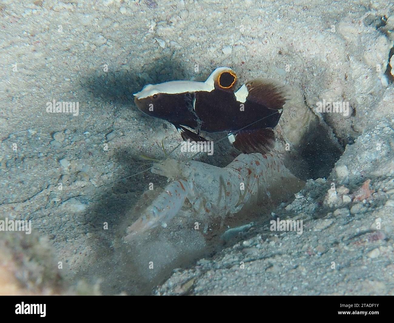 Barnacle partner goby (Lotilia graciliosa) and red spot crab (Alpheus ...