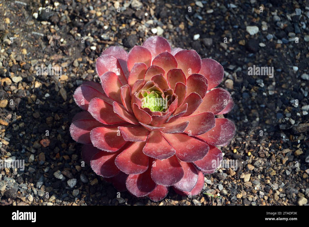 Red Semponium 'Sienna' Succulent grown in the Greenhouse at RHS ...