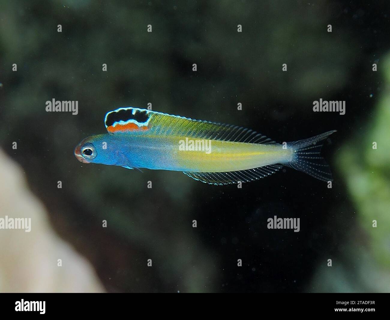 Townsend's sabretooth (Plagiotremus townsendi), sabretooth fish, bony ...