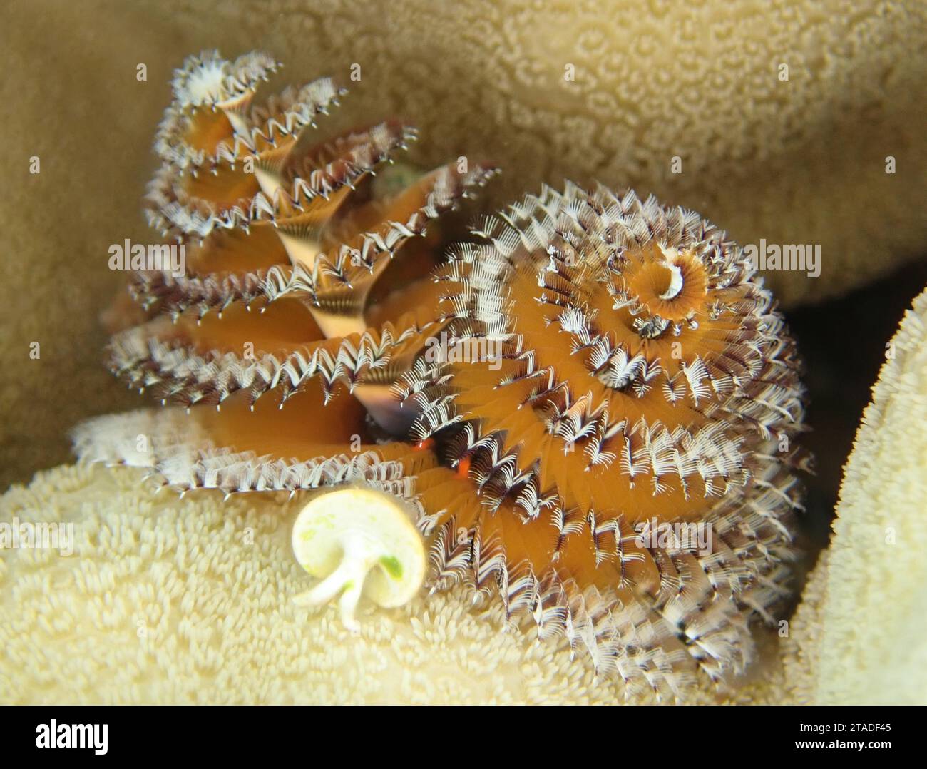 Christmas Tree Worm Spirobranchus Giganteus Dive Site St Johns Reef