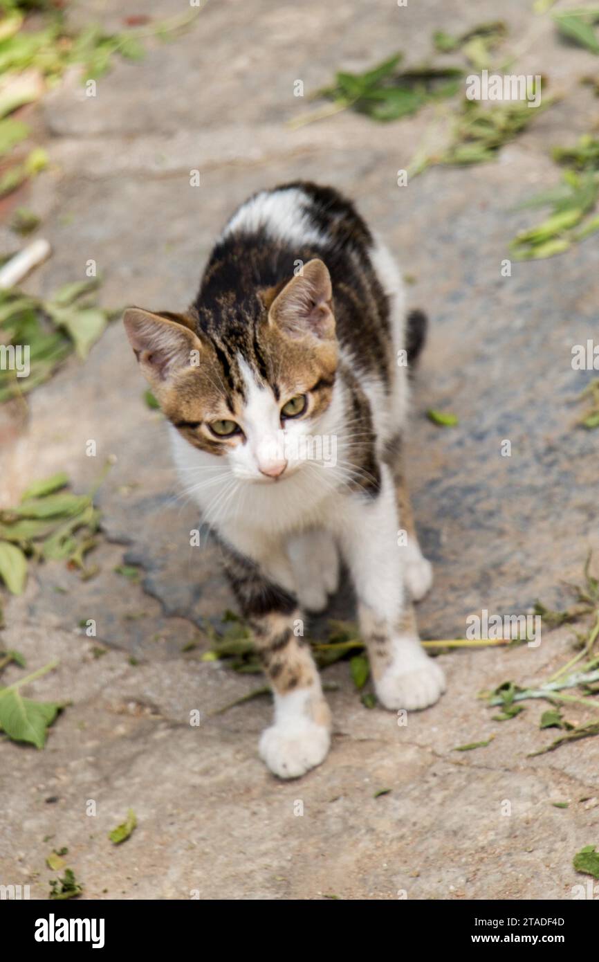 Stray cat seen in the street of the city Stock Photo - Alamy