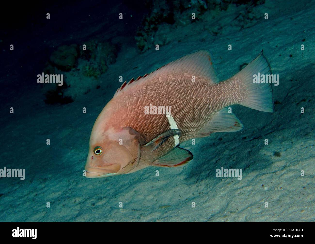 Redmouth grouper (Aethaloperca rogaa), dive site House Reef, Mangrove ...
