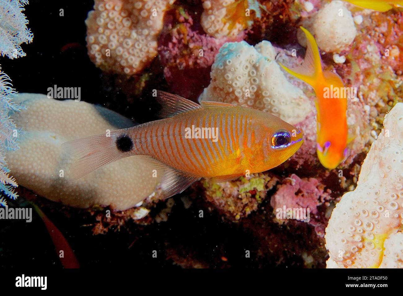 Orange-banded cardinalfish (Taeniamia fucata) (Archamia fucata), dive ...