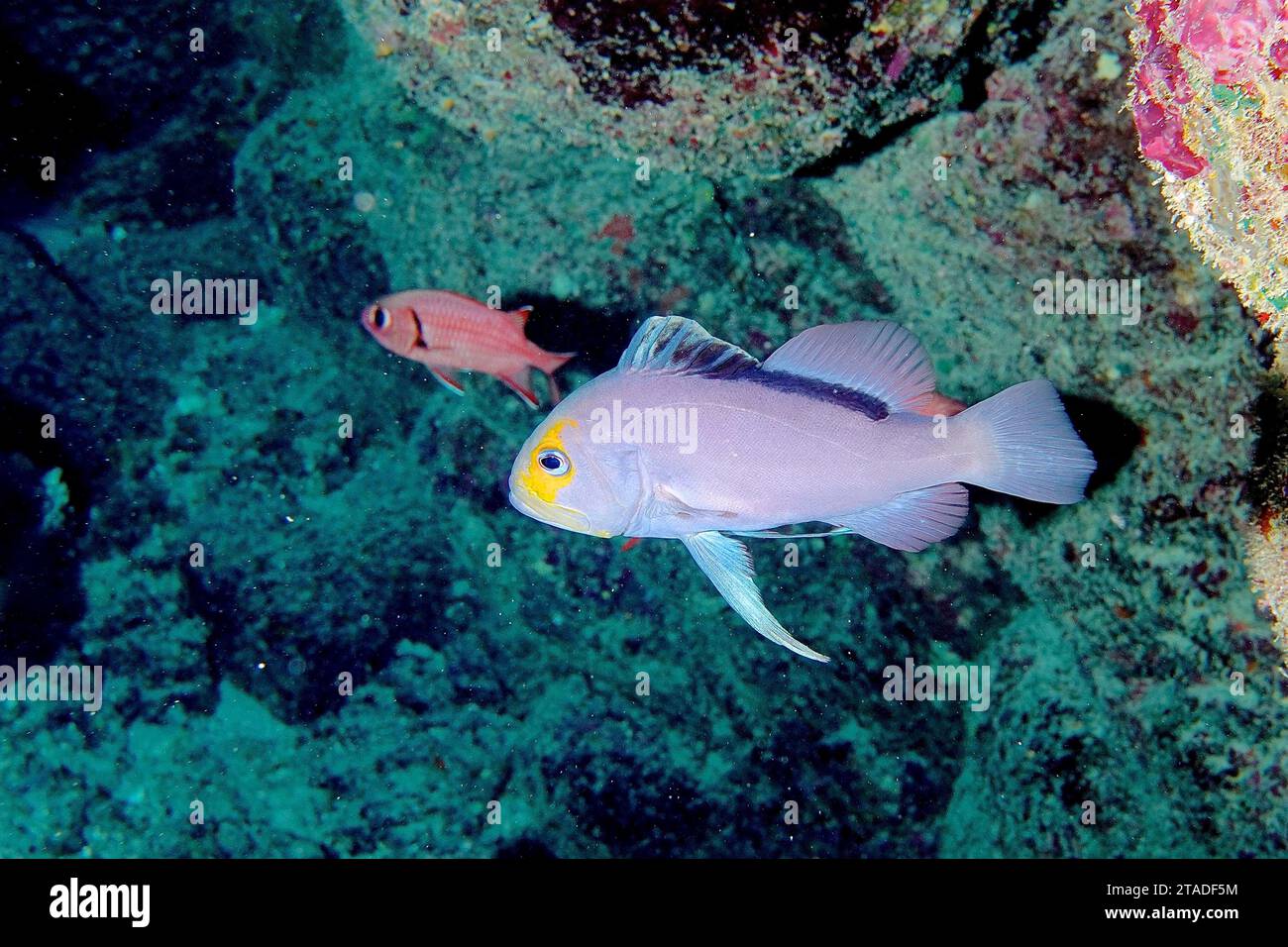 Red Sea Soapfish (Diploprion drachi), dive site House Reef, Mangrove ...
