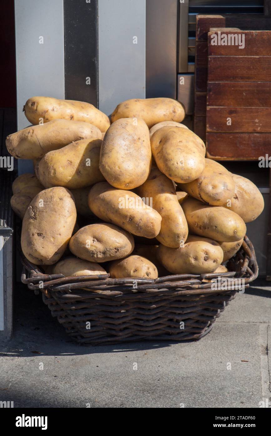 The concept of fresh vegetables, organic natural food, growing potatoes ...