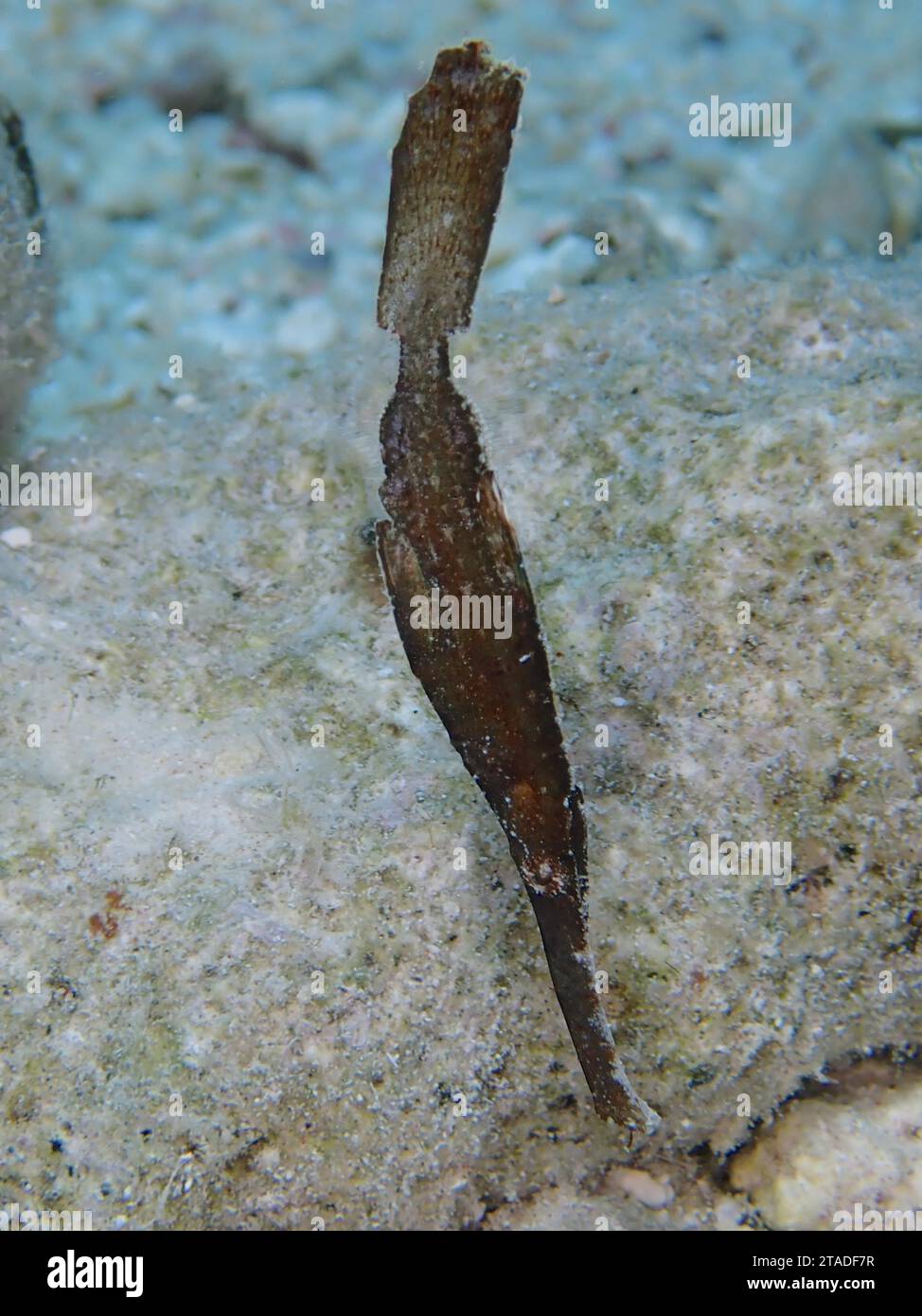 Reef pipefish hi-res stock photography and images - Alamy