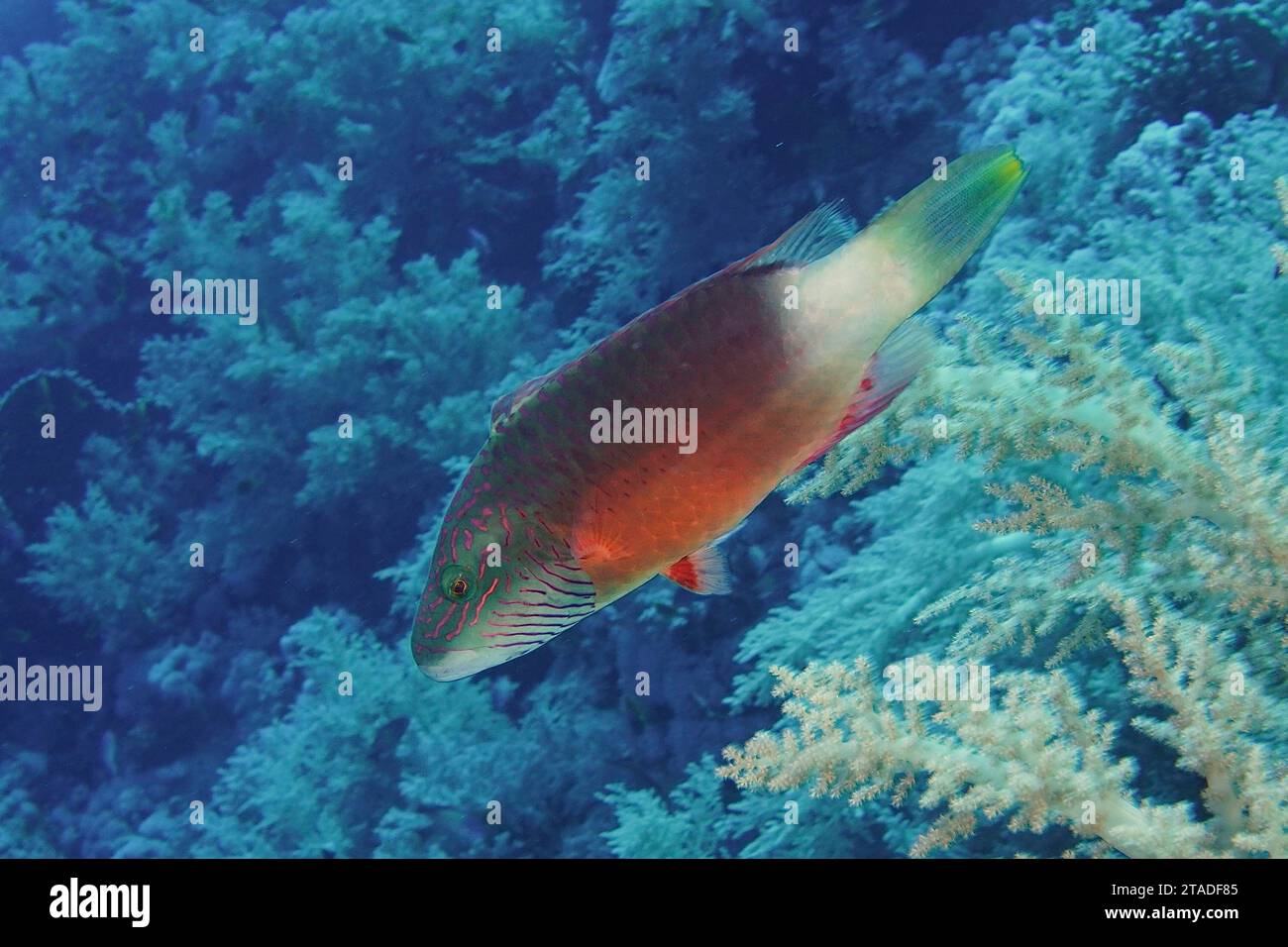 Cheek stripe wrasse (Oxycheilinus diagrammus), wrasse, dive site House ...