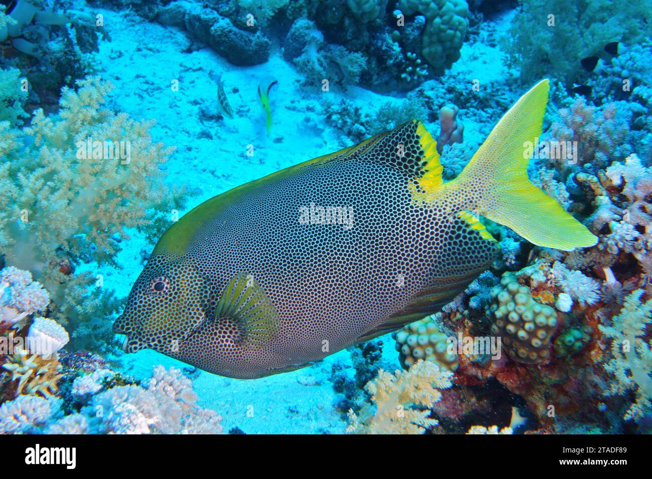 Spotted rabbitfish (Siganus stellatus laqueus), dive site Elphinstone ...