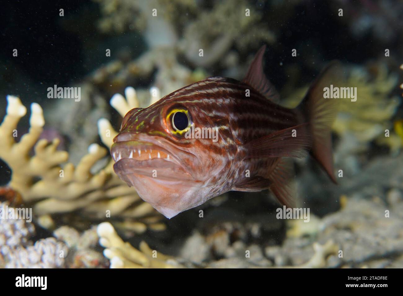 Portrait of largetoothed cardinalfish (Cheilodipterus macrodon), dive ...