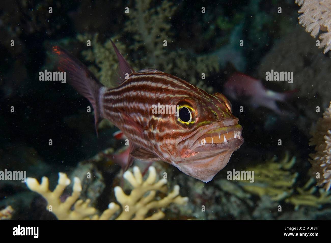Largetoothed cardinalfish hi-res stock photography and images - Alamy
