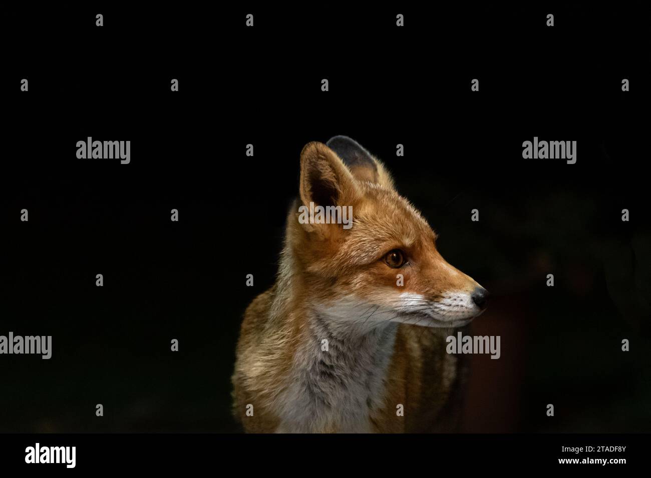 An urban fox at night time with a clean, dark, black background Stock ...