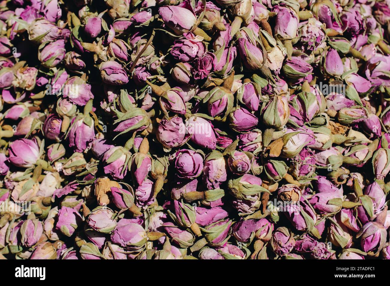 Tea rosebud hi-res stock photography and images - Alamy