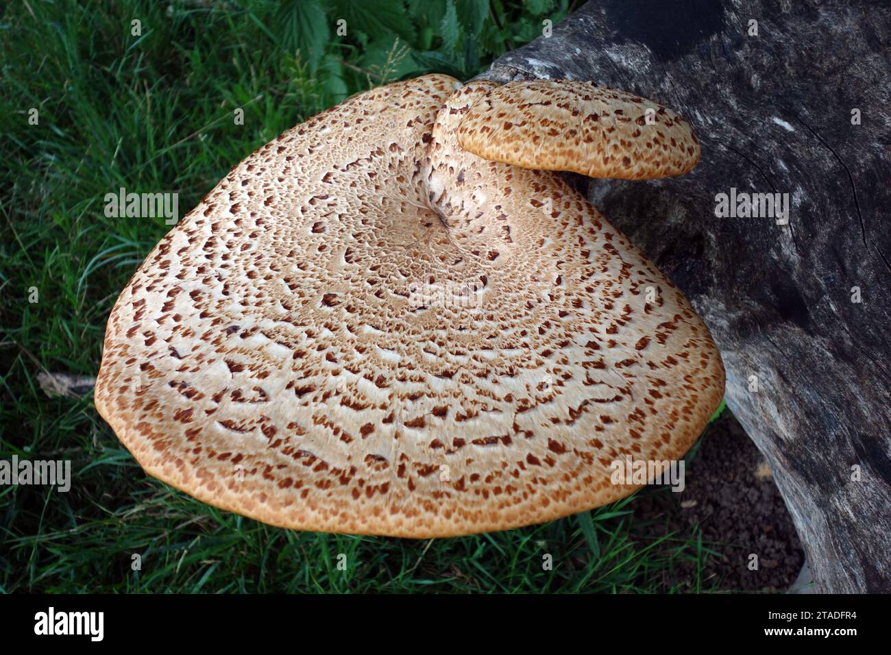Large Dryads Saddle Cerioporus Squamosus Capped Mushroom Fungus