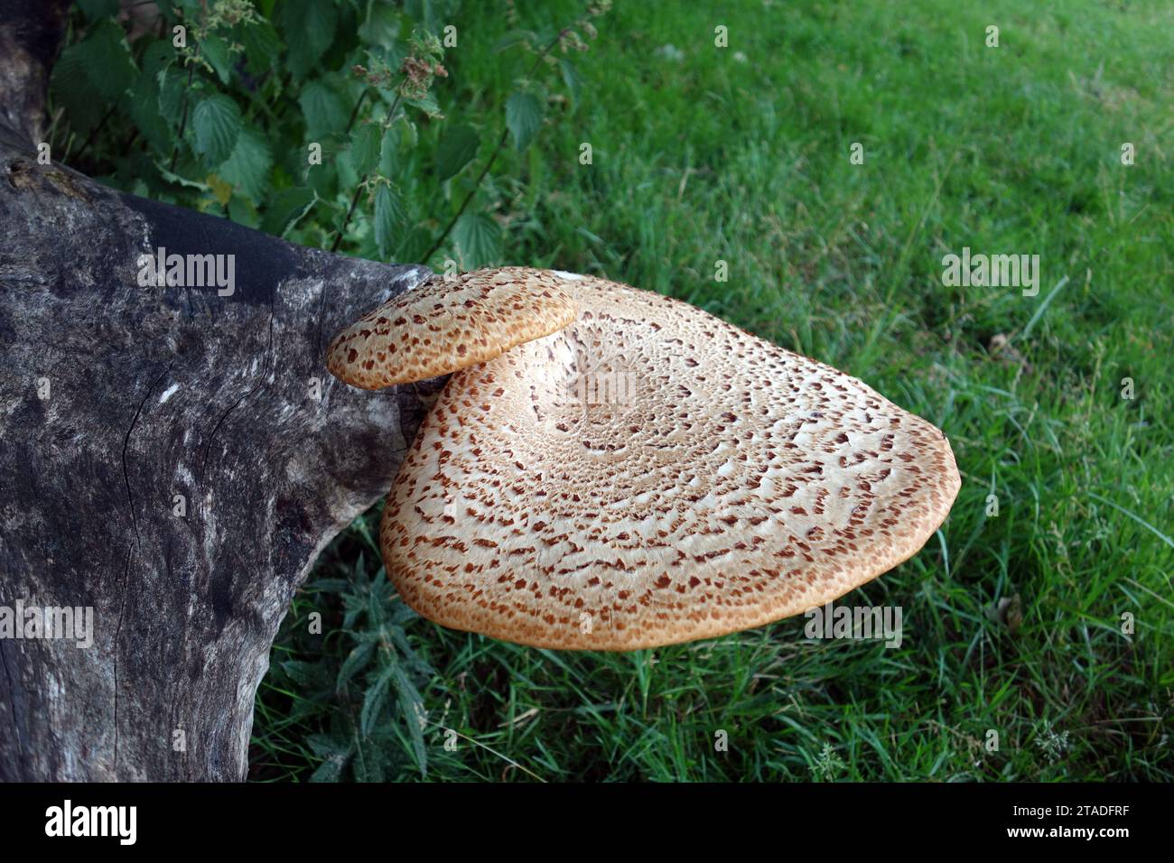 Large Dryad's Saddle (Cerioporus Squamosus) Capped Mushroom Fungus ...