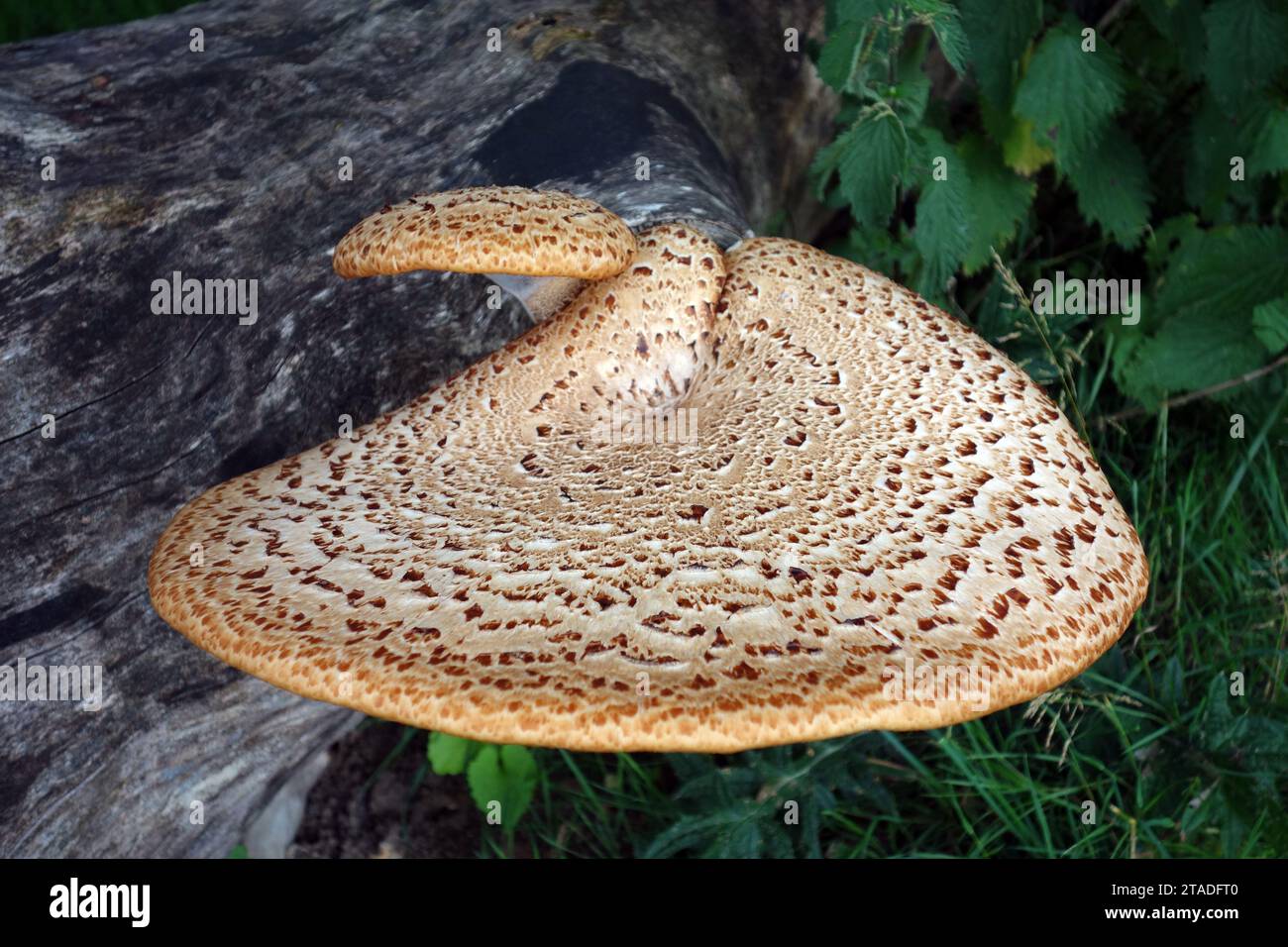 Large Dryad's Saddle (Cerioporus Squamosus) Capped Mushroom Fungus ...
