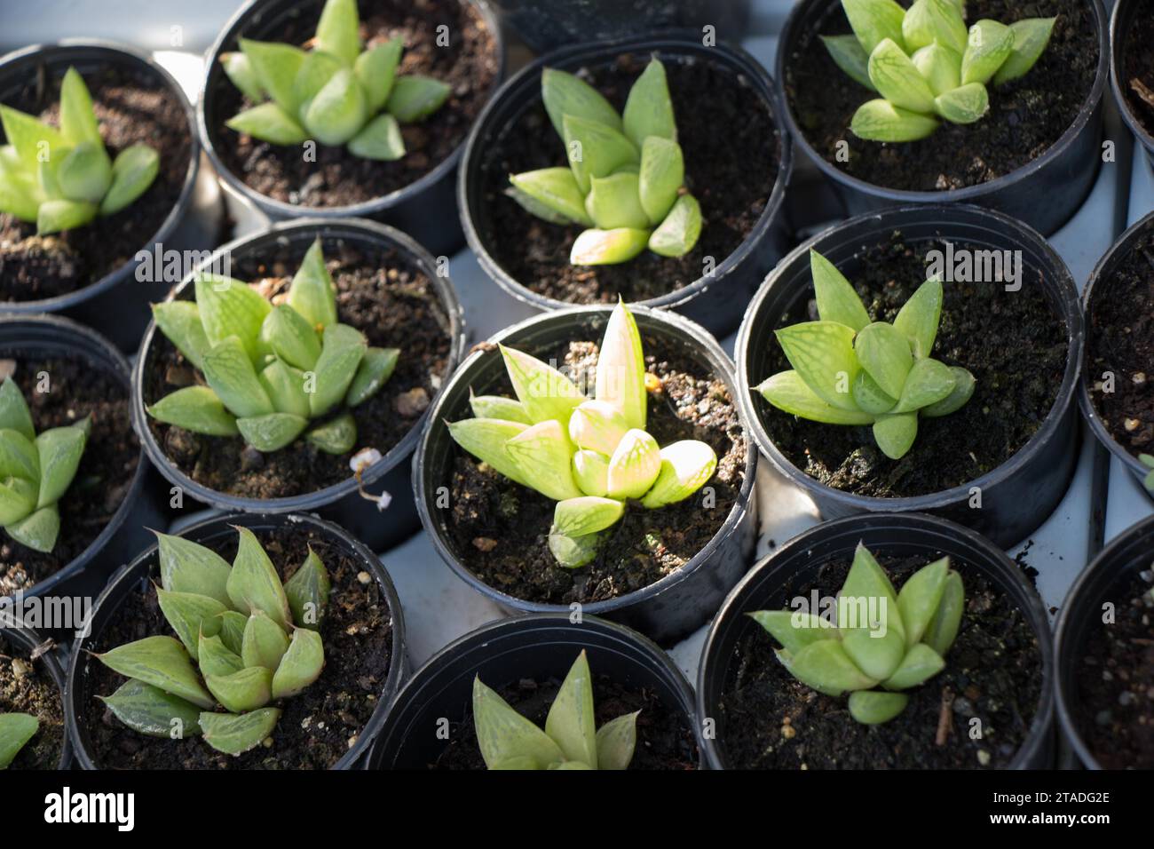 Close up little cactus hi-res stock photography and images - Alamy