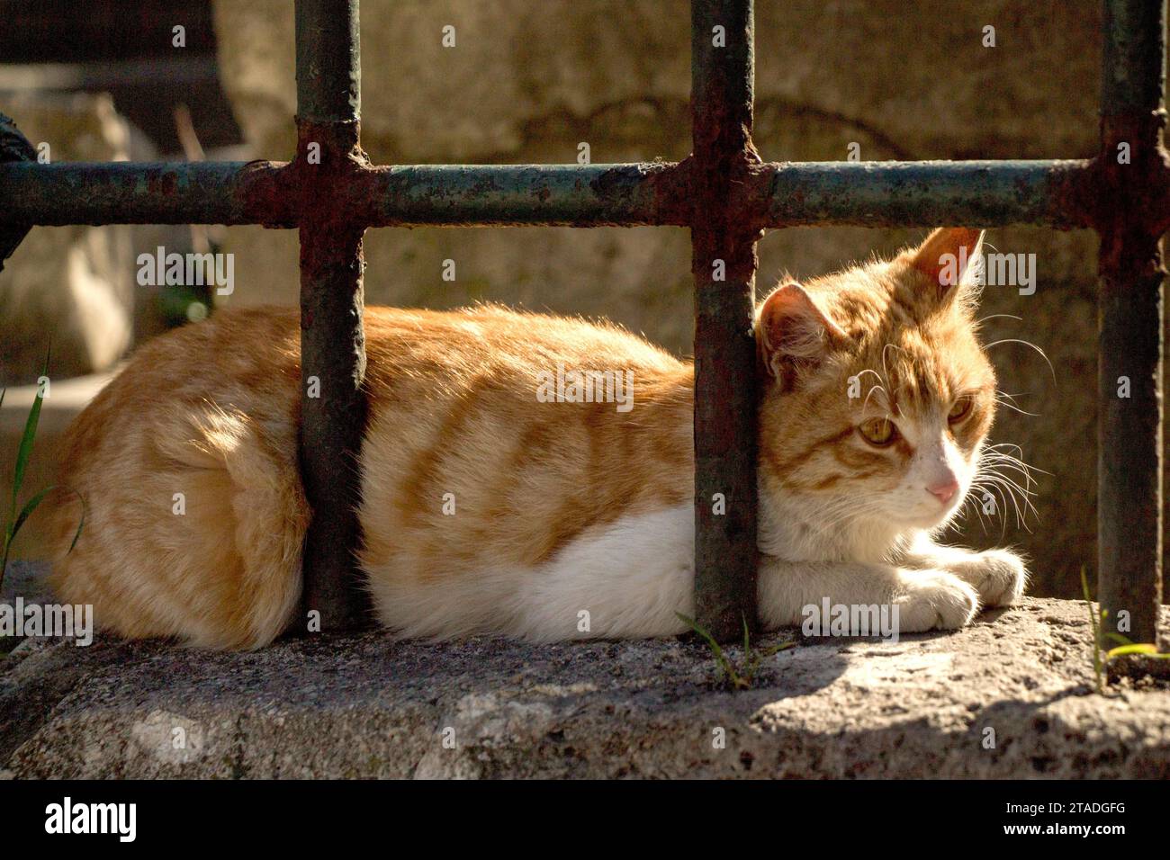 Stray cat in the street Stock Photo - Alamy