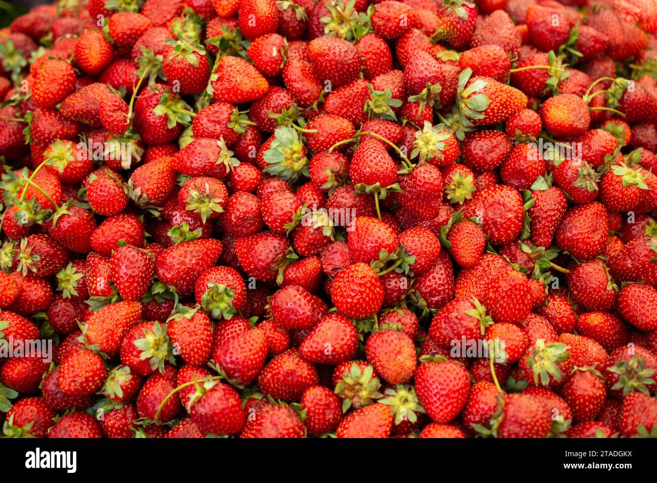 Freshly picked strawberries. Strawberry. Food background Stock Photo ...