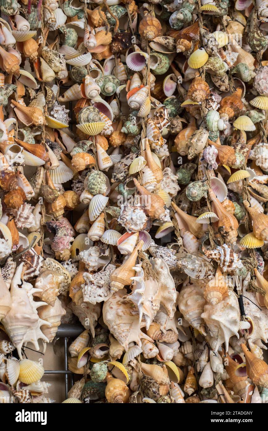 Various types of little seashells attached on a net Stock Photo - Alamy