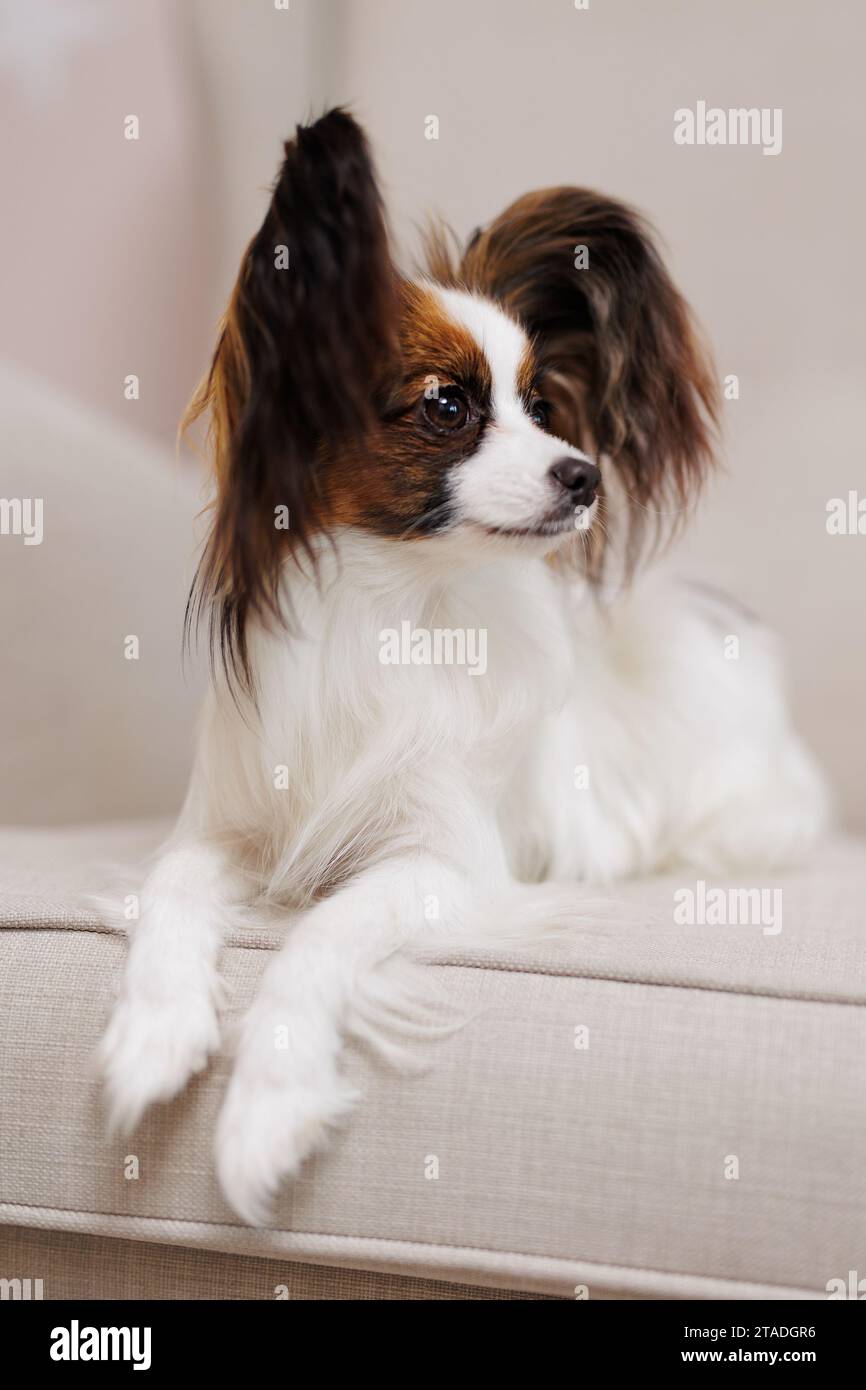 Little tricolor funny papillon dog lying on sofa and looking away Stock ...