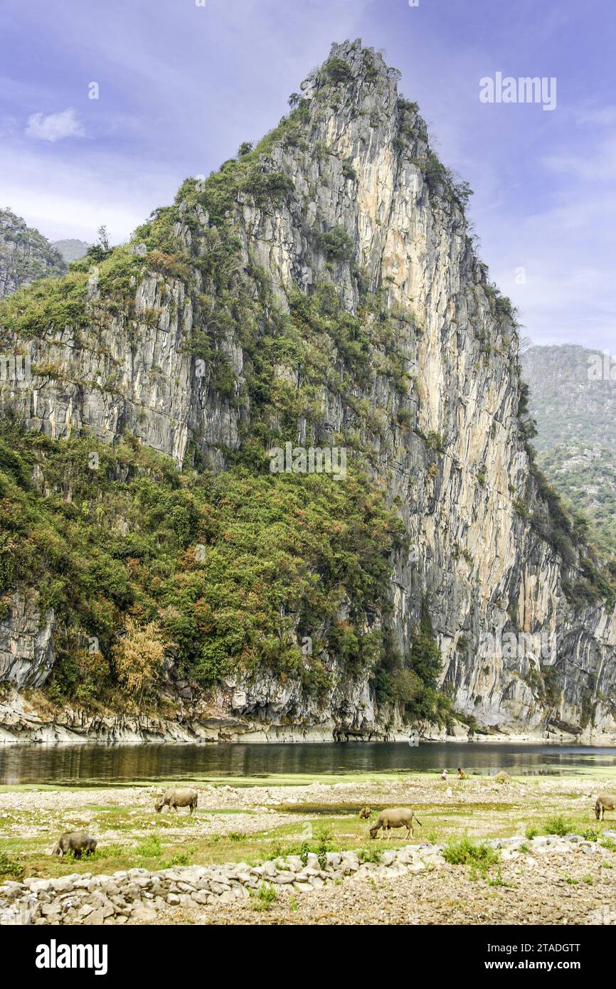 Water buffalo beside a dramatic cliff face on the Li Jiang River in ...