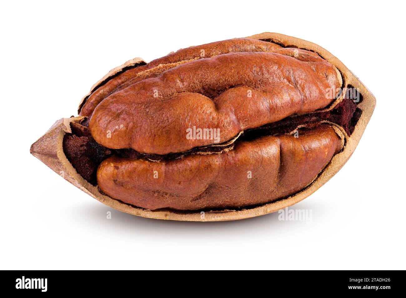 broken pecan nut isolated on white background with full depth of field ...