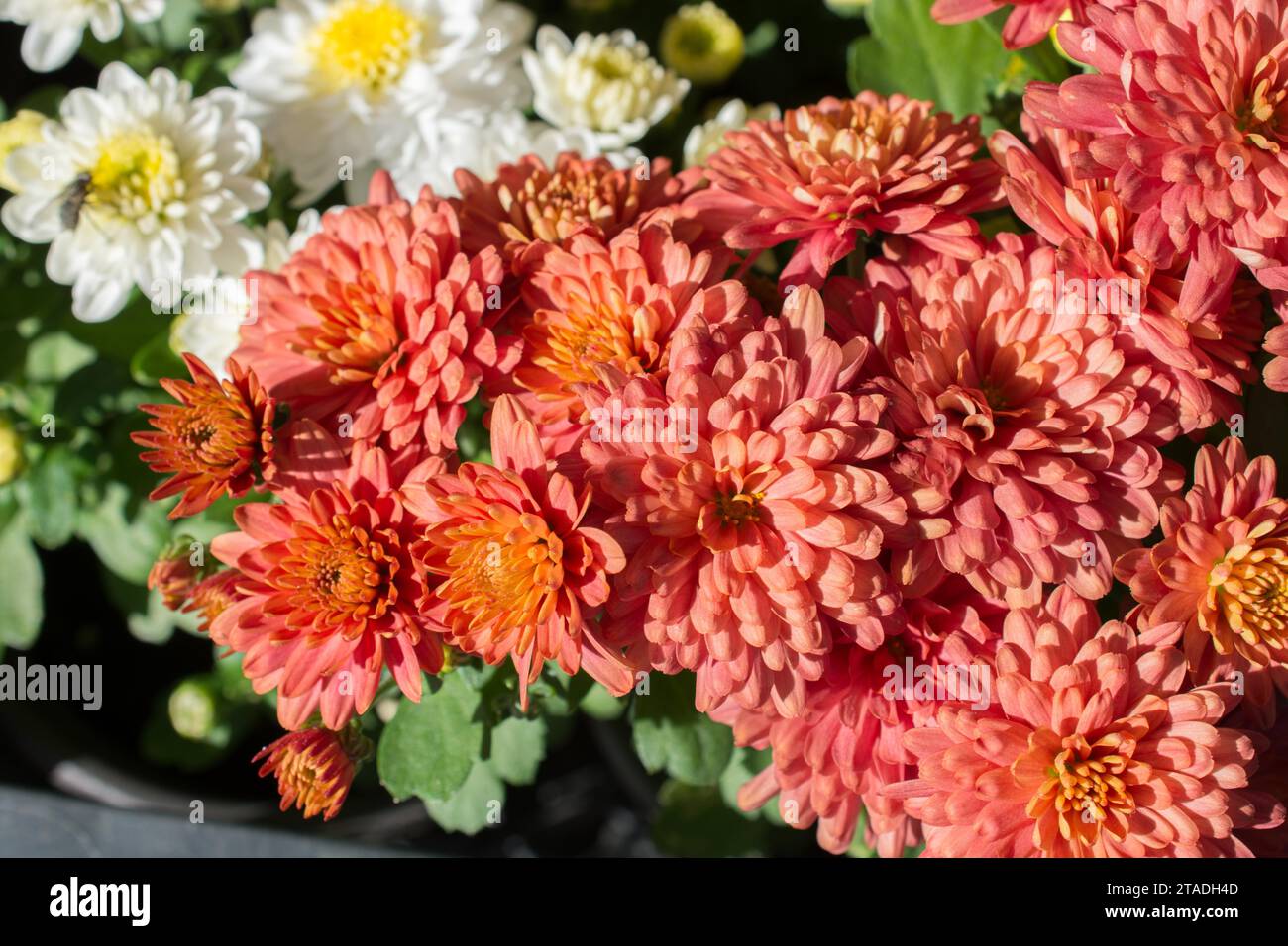 Beautiful fresh flowers as a background Stock Photo - Alamy