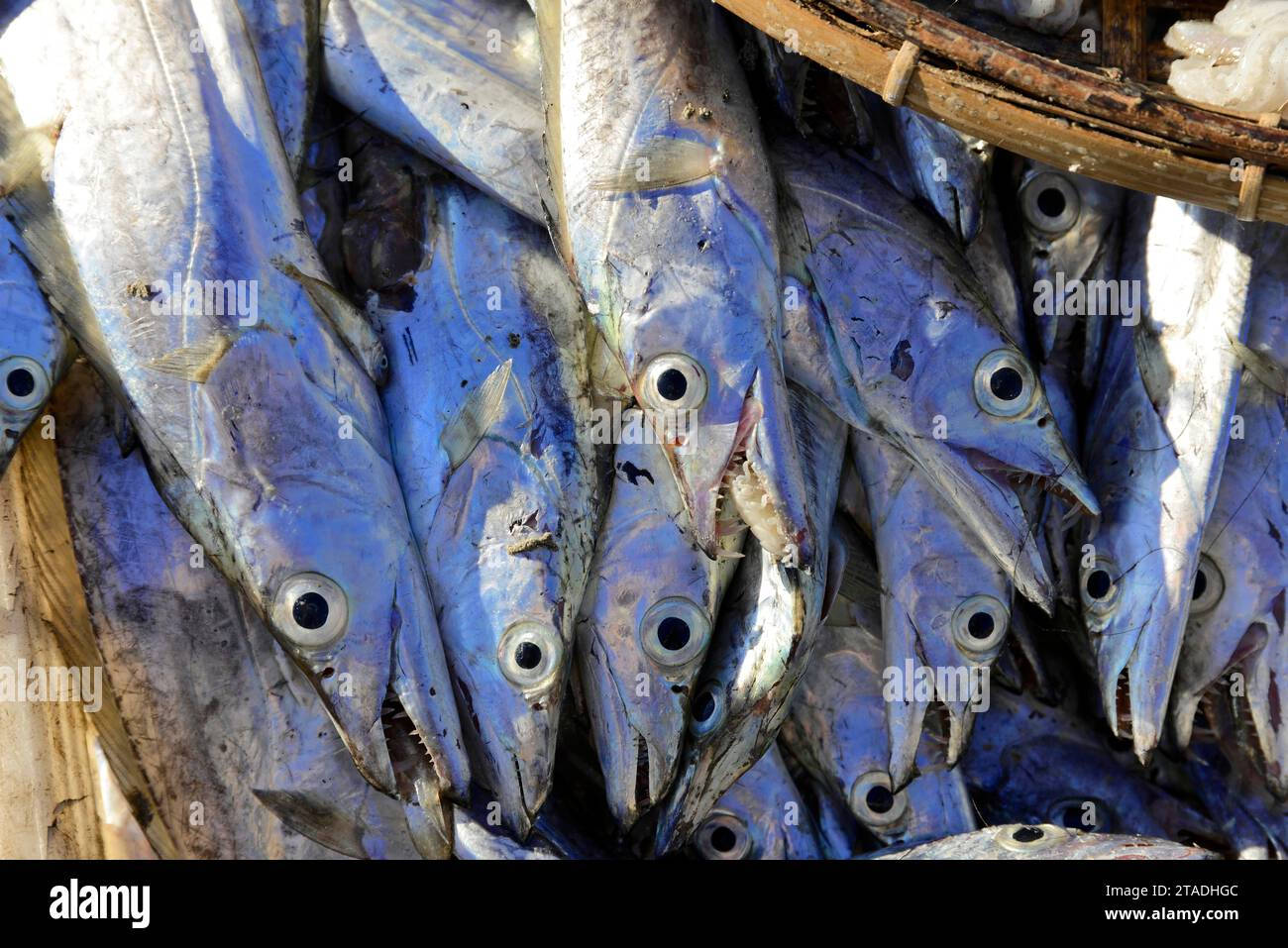 Fresh fish ready for sale, Ngapali Beach, Thandwe, Rakhine State ...