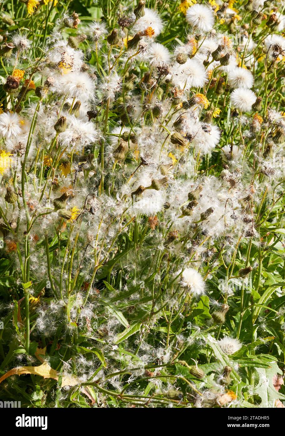 Yellow flowers and fluffy seed heads on the beach at Lachlan Bay ...