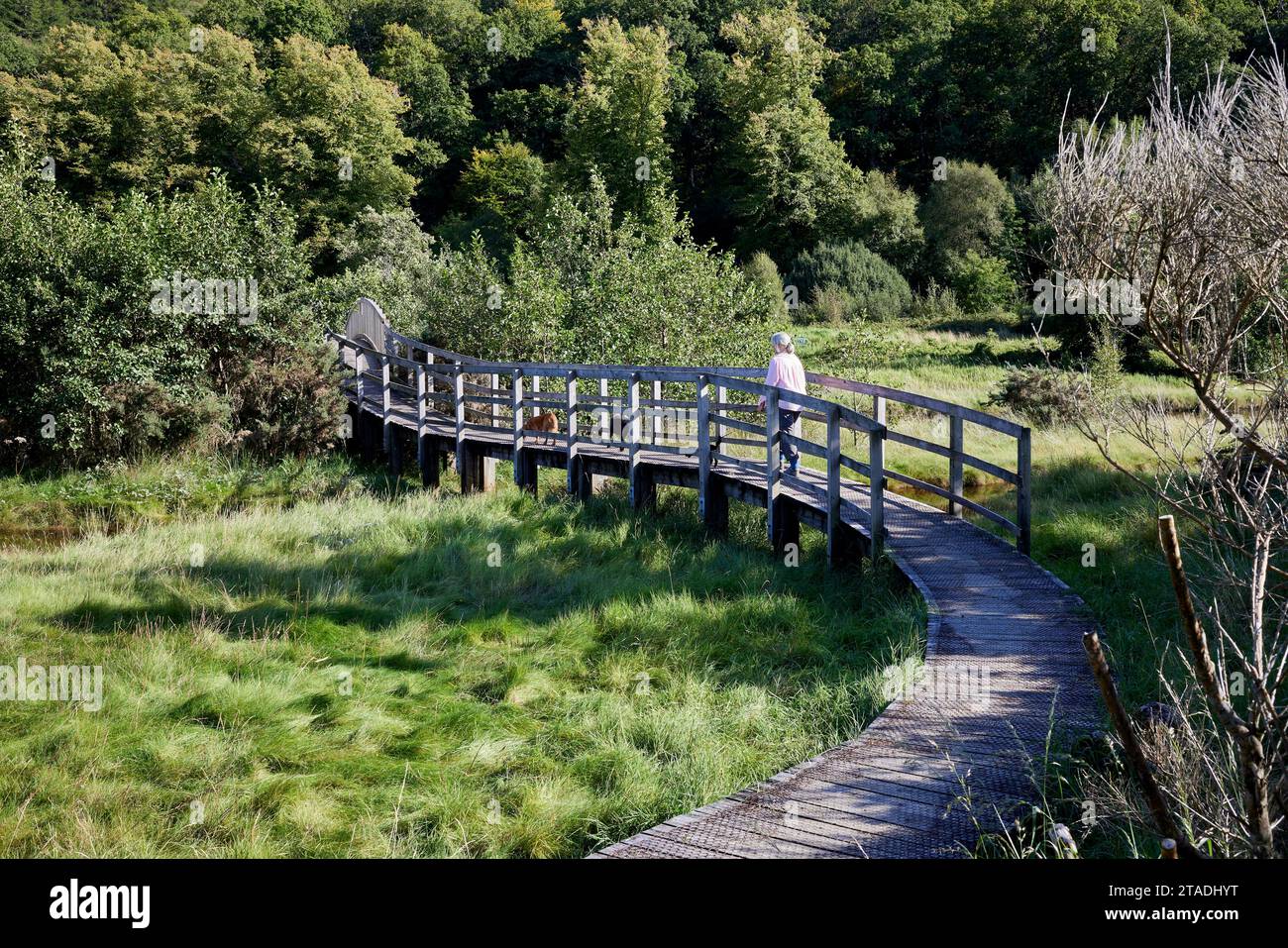 A single, adult female walks her dogs on a curved wooden bridge, over ...