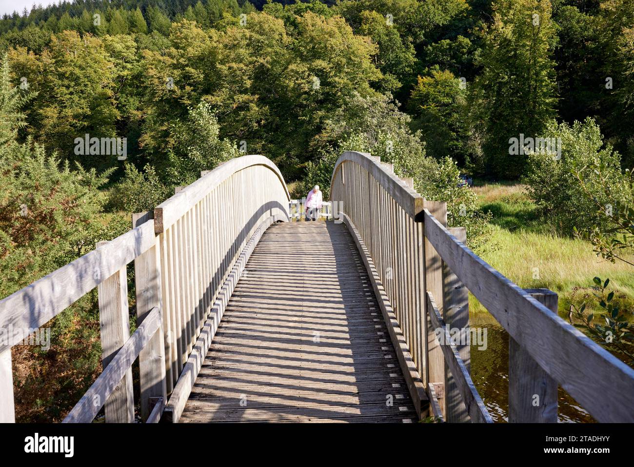 A single, adult female walks her dogs on a curved wooden bridge, over ...