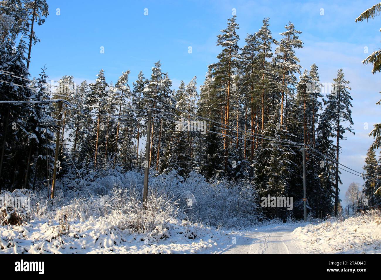 Heavy snow showered tree branches in the forest after a heavy snowfall ...