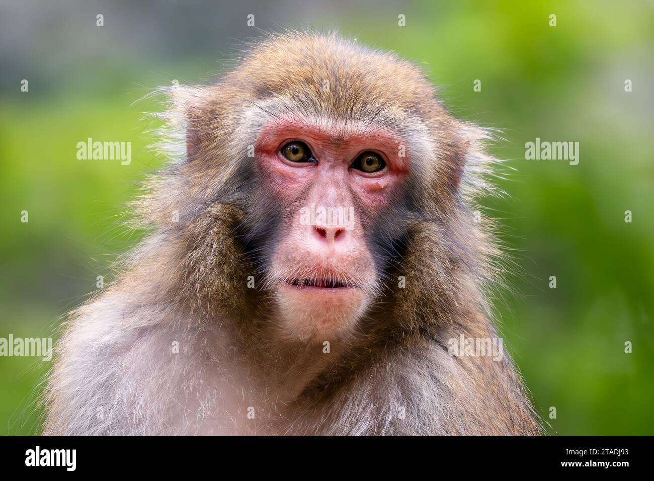 Japanese Macaque - Macaca fuscata, beautiful unique primate native to ...