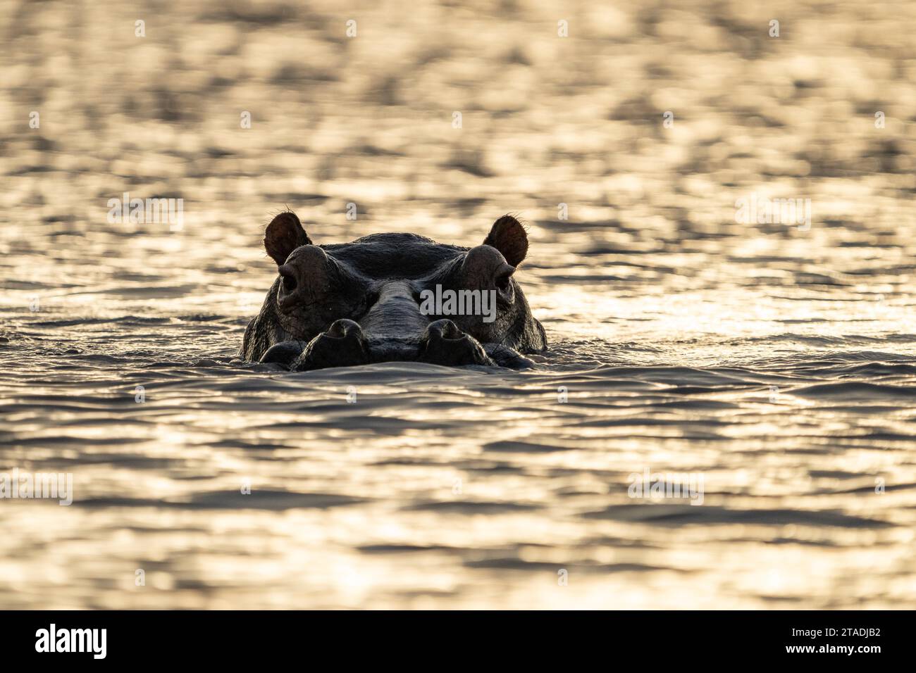 Hippo sunset Tanzania Stock Photo - Alamy