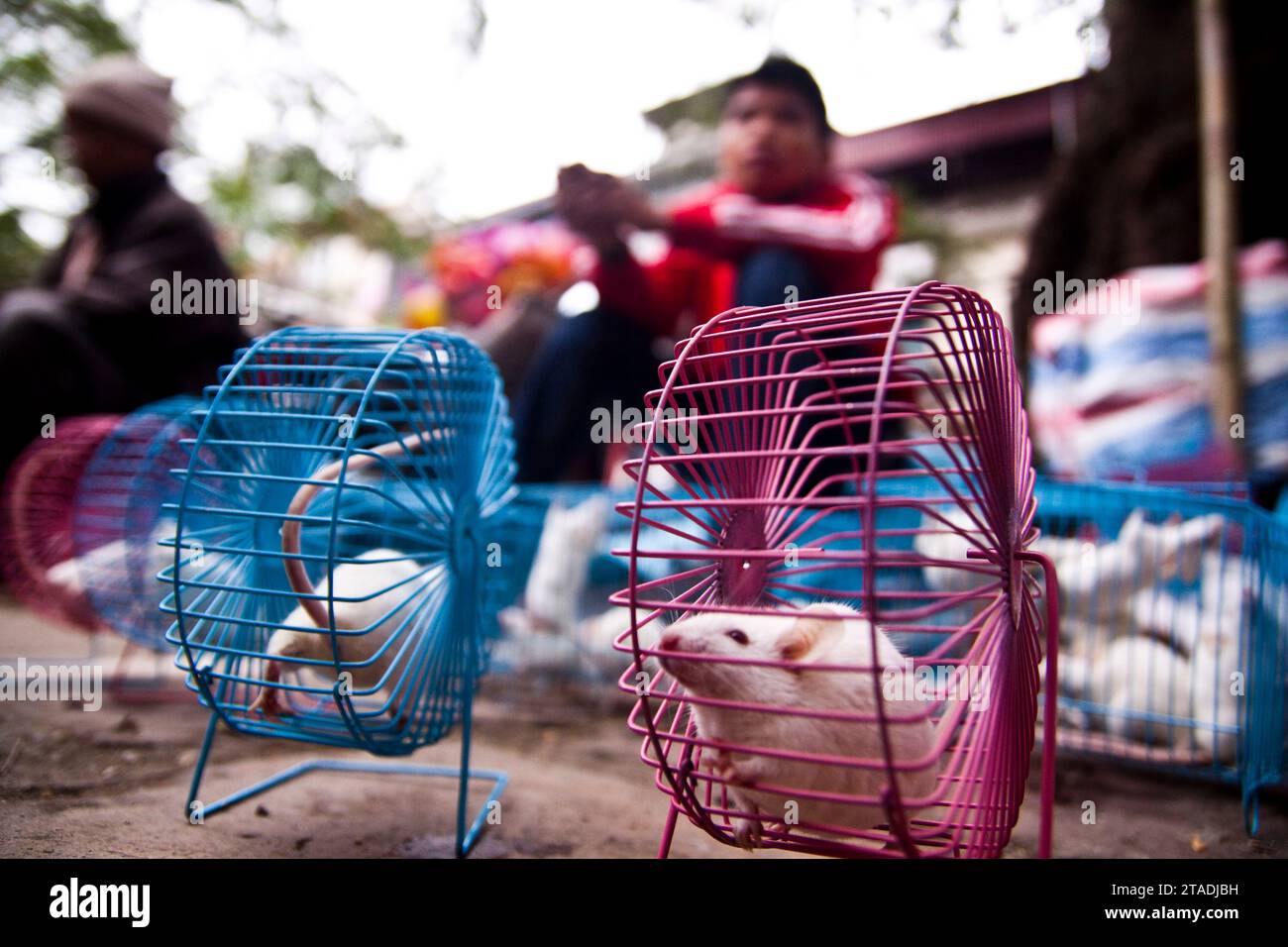 White mice running in their wheel cages Stock Photo - Alamy