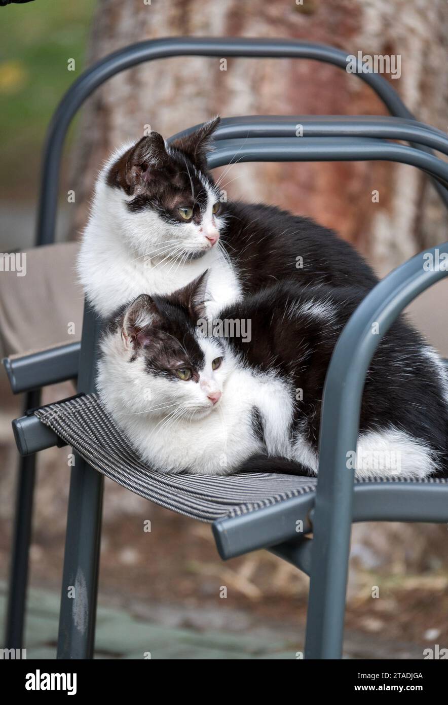 Tablble and chair hi-res stock photography and images - Alamy