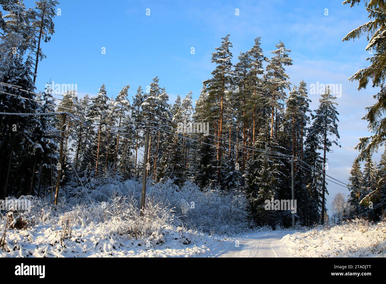 Heavy snow showered tree branches in the forest after a heavy snowfall ...