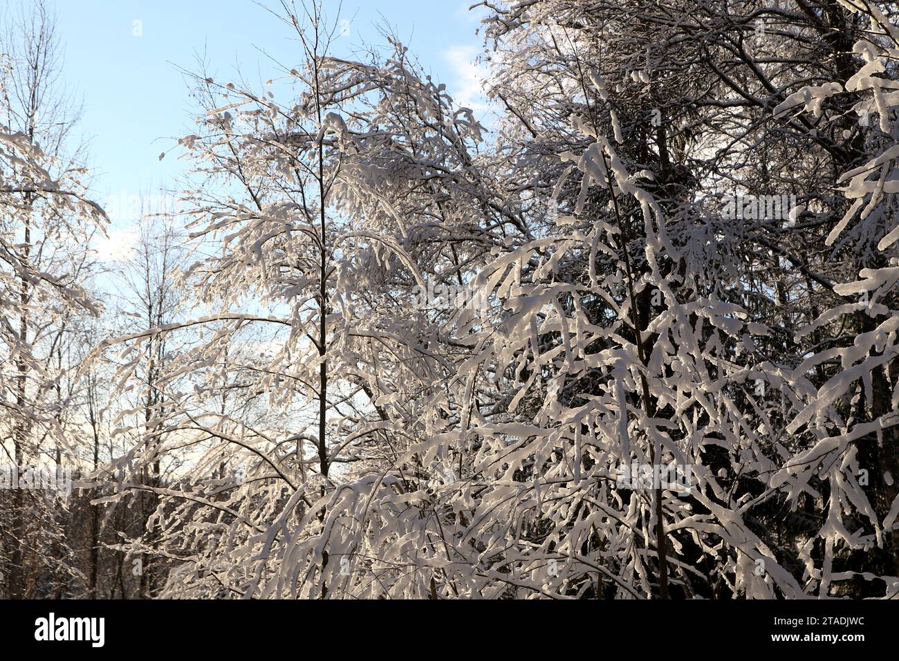 Heavy snow showered tree branches in the forest after a heavy snowfall ...