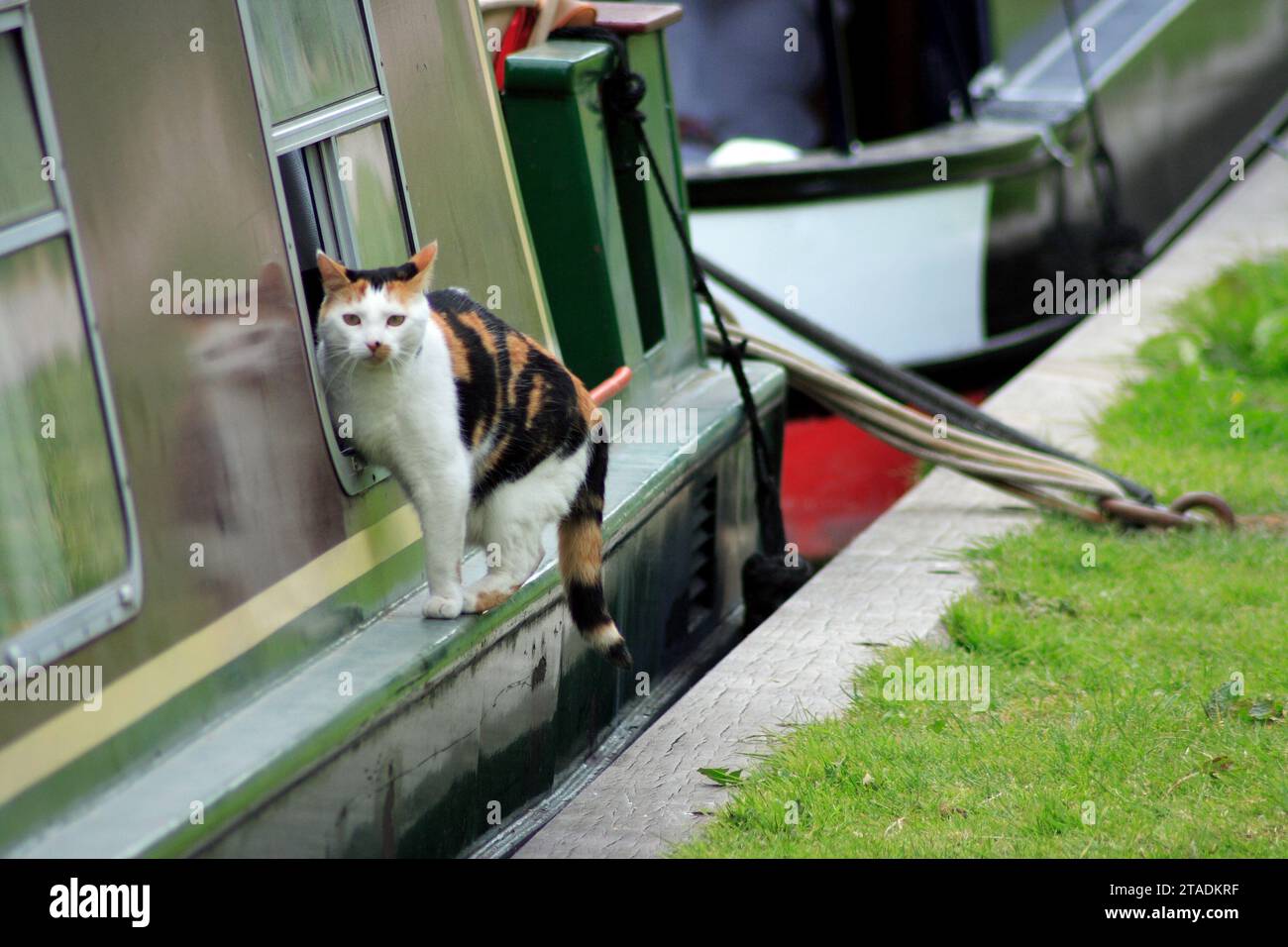 Cat Burglar on Canal Boat Stock Photo - Alamy