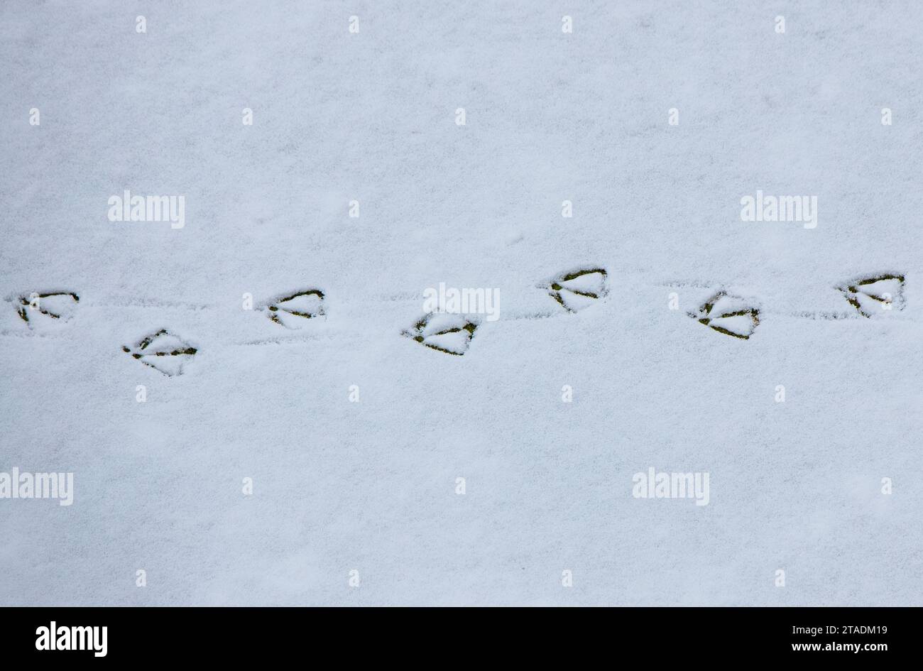 The snowy ground with goose footprints on the snow Stock Photo - Alamy