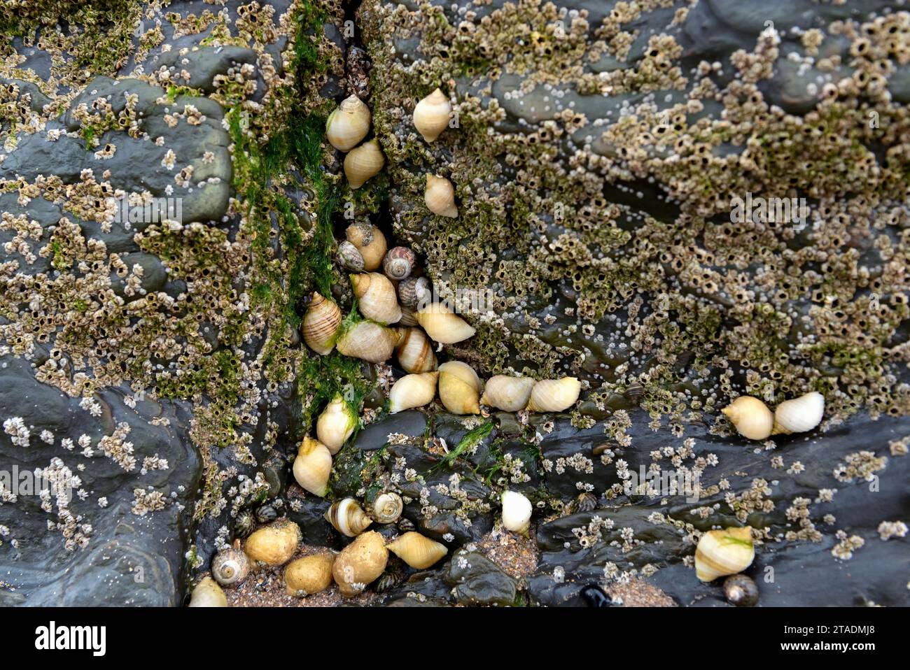 Colony of dogwhelks on rock covered in barnacles Stock Photo - Alamy
