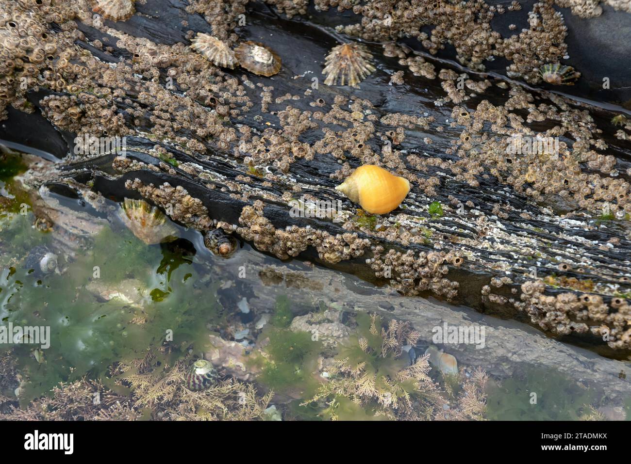 Whelk limpet barnacle hi-res stock photography and images - Alamy