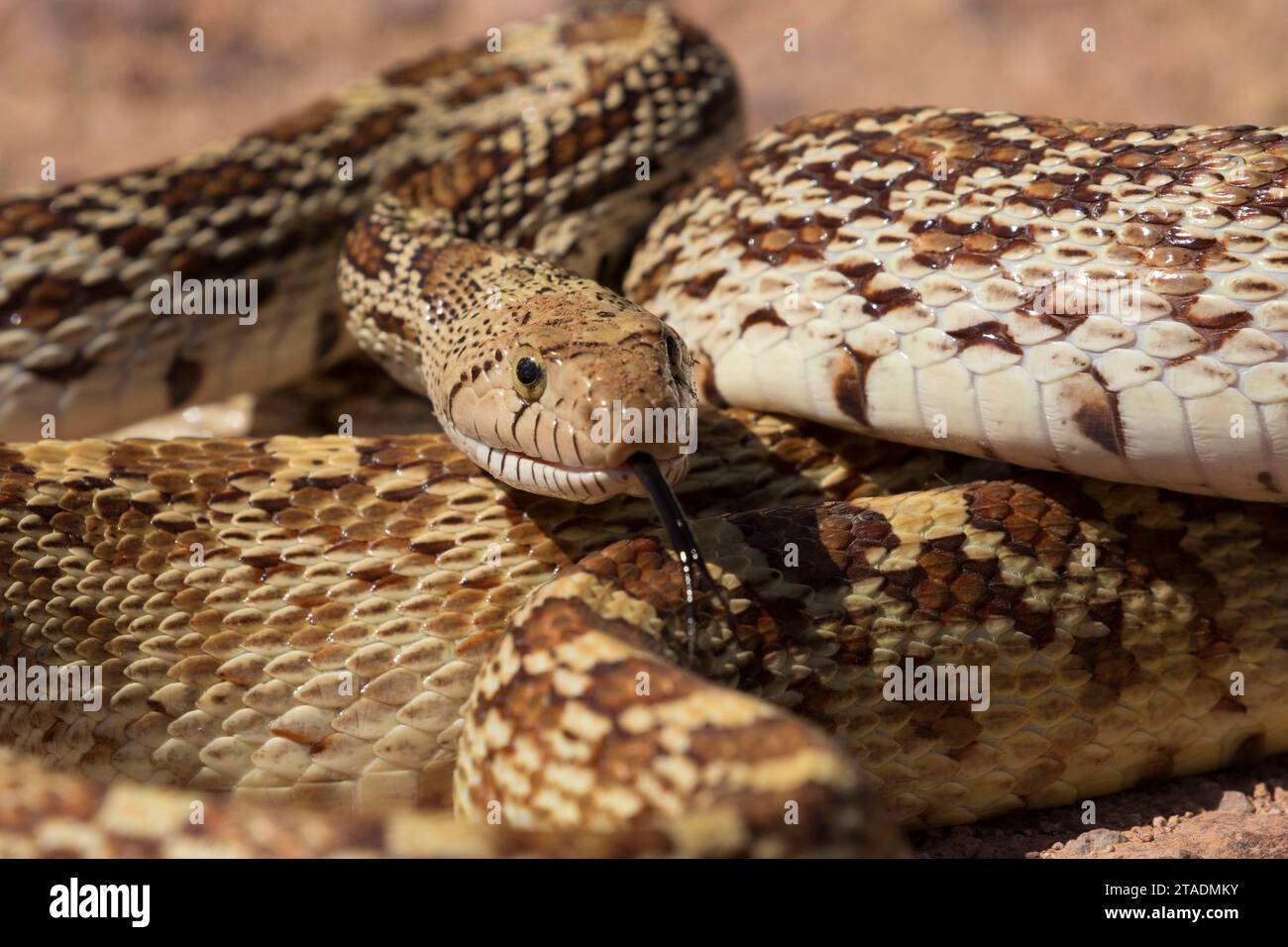 Gopher snake, Organ Pipe Cactus National Monument, Arizona Stock Photo ...