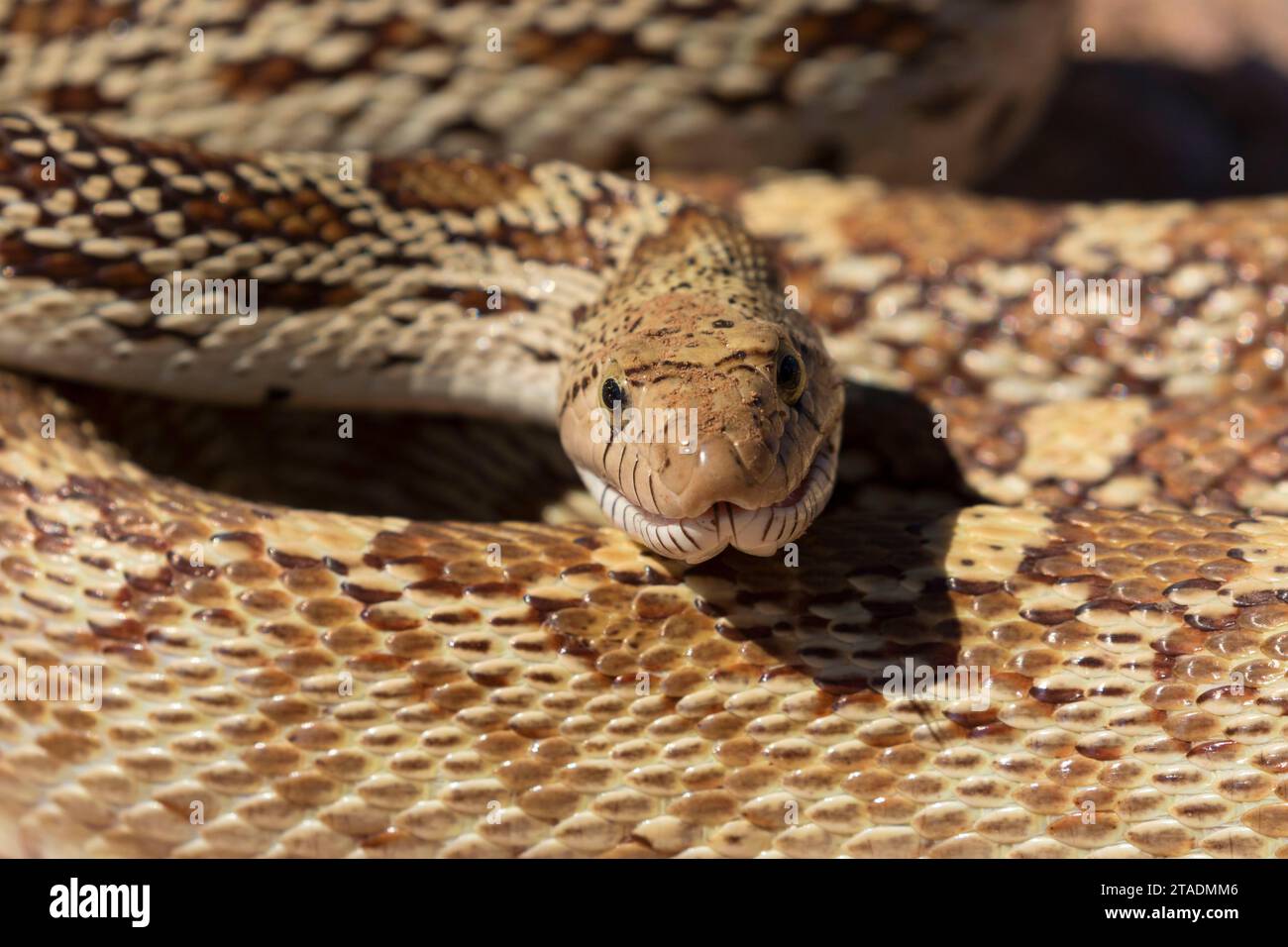 Gopher snake, Organ Pipe Cactus National Monument, Arizona Stock Photo ...