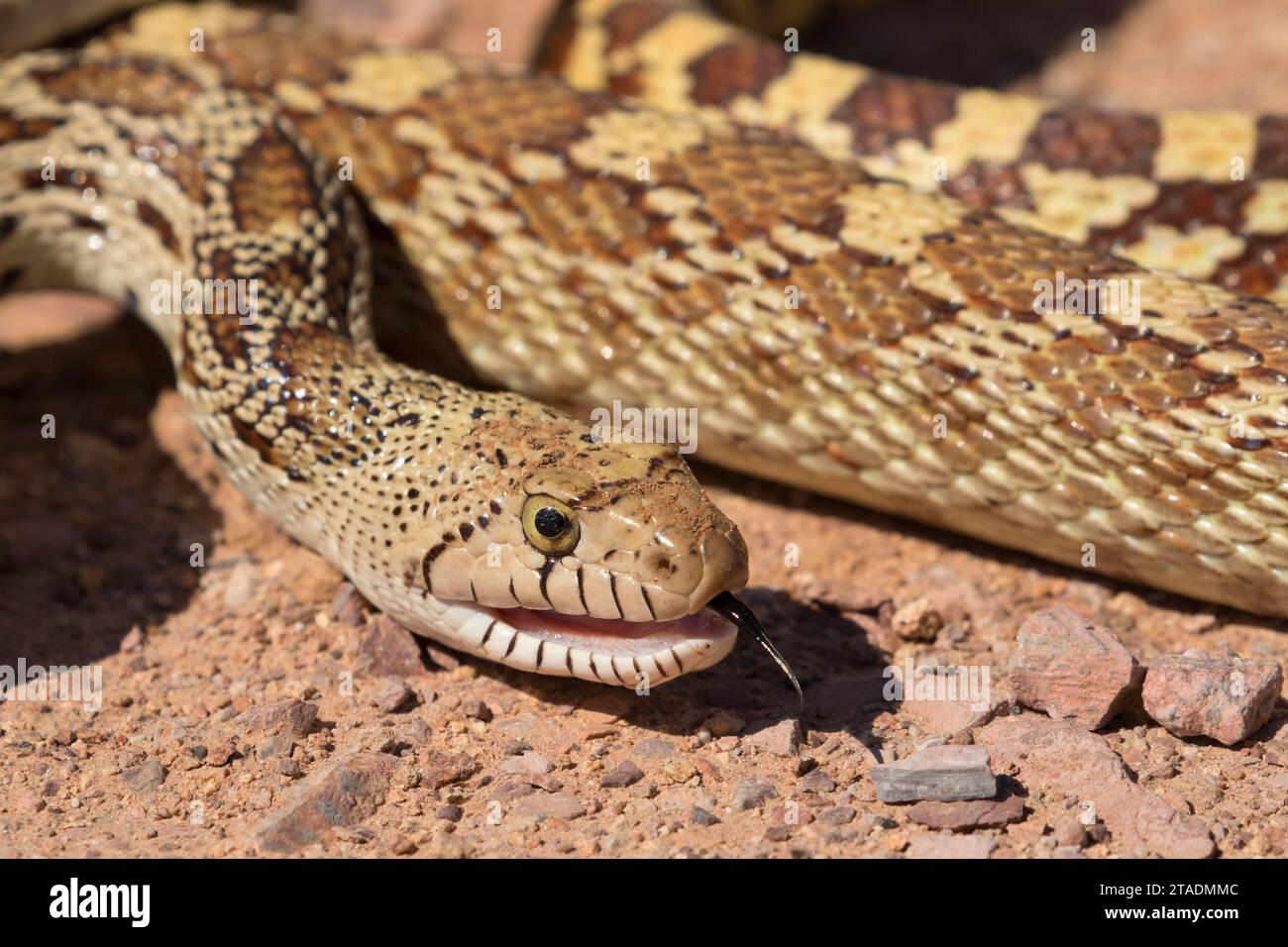 Gopher snake, Organ Pipe Cactus National Monument, Arizona Stock Photo ...