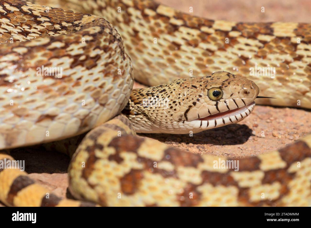 Gopher snake, Organ Pipe Cactus National Monument, Arizona Stock Photo ...